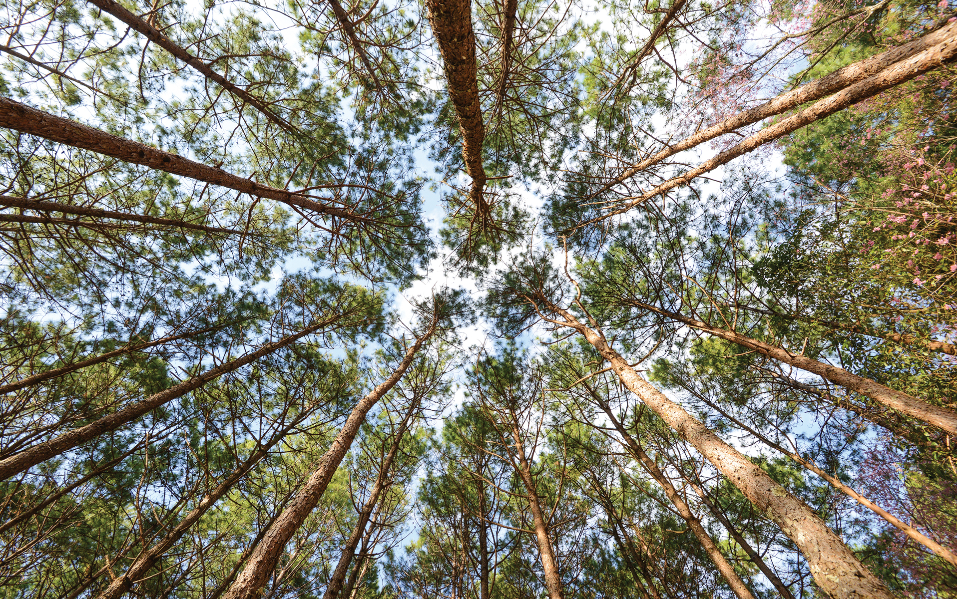 What is Agroforestry? – Mother Earth News